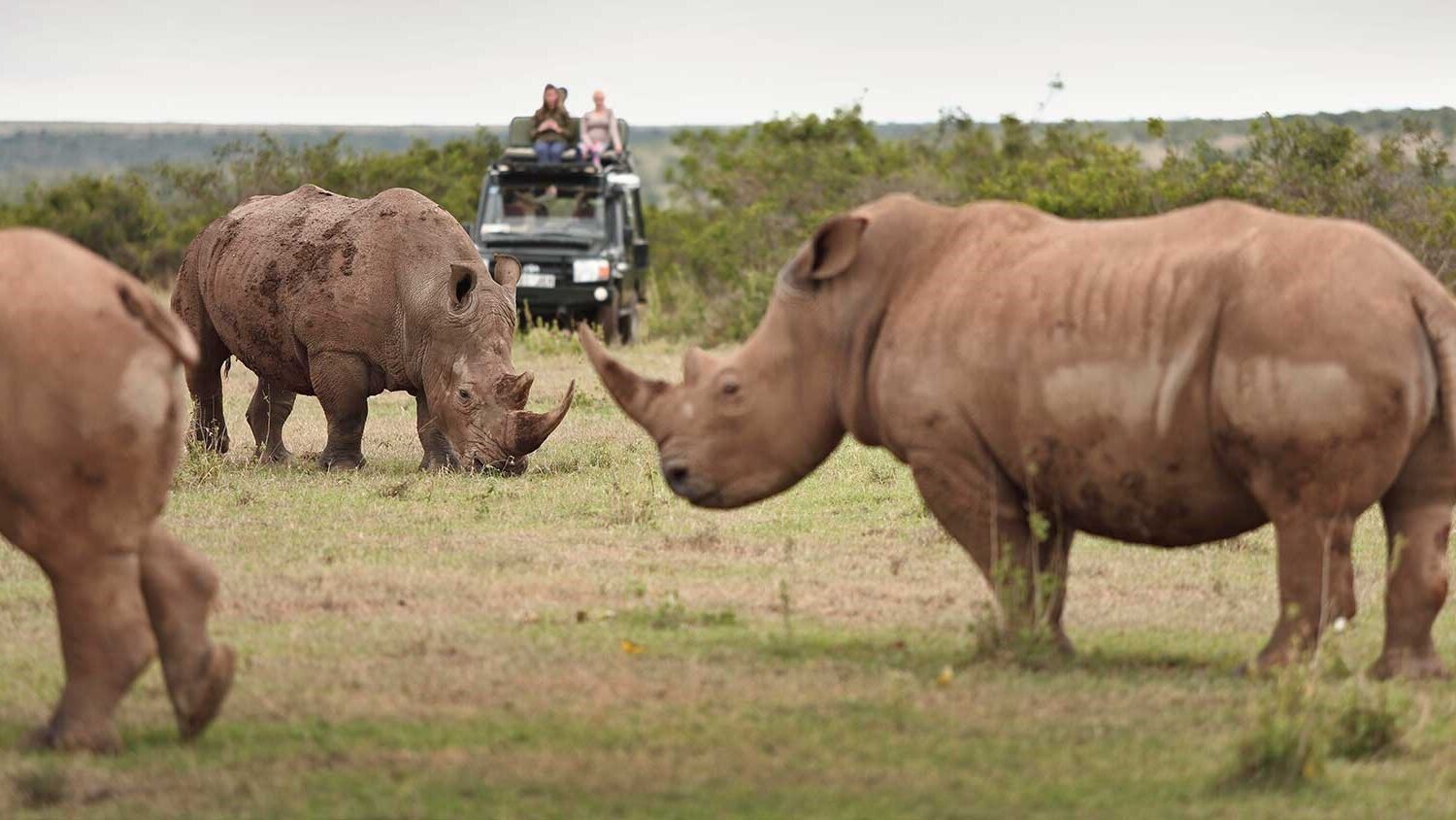 The Solio Game Reserve – a safe haven for rhinos