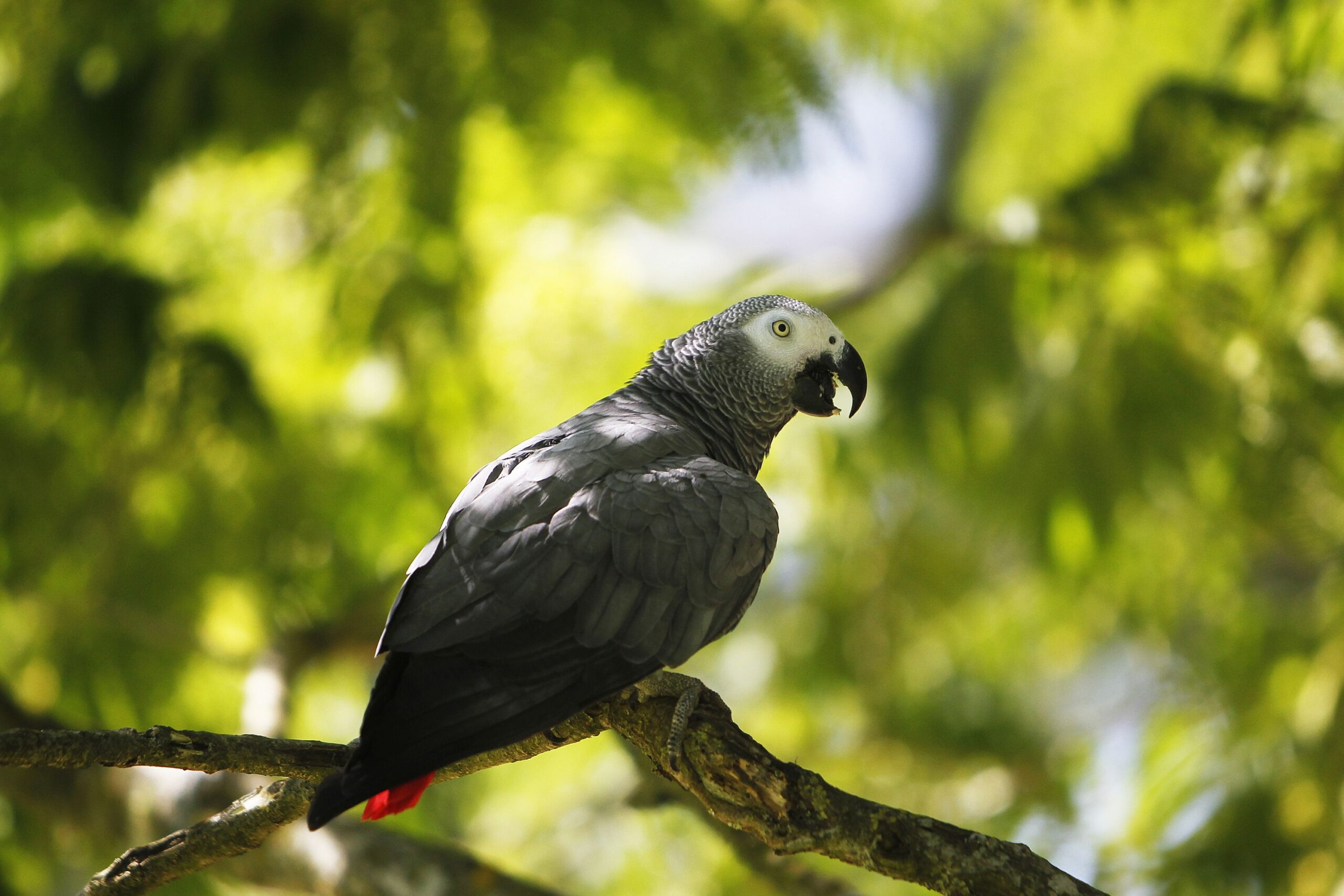 Kibale National Park – a paradise for everyone