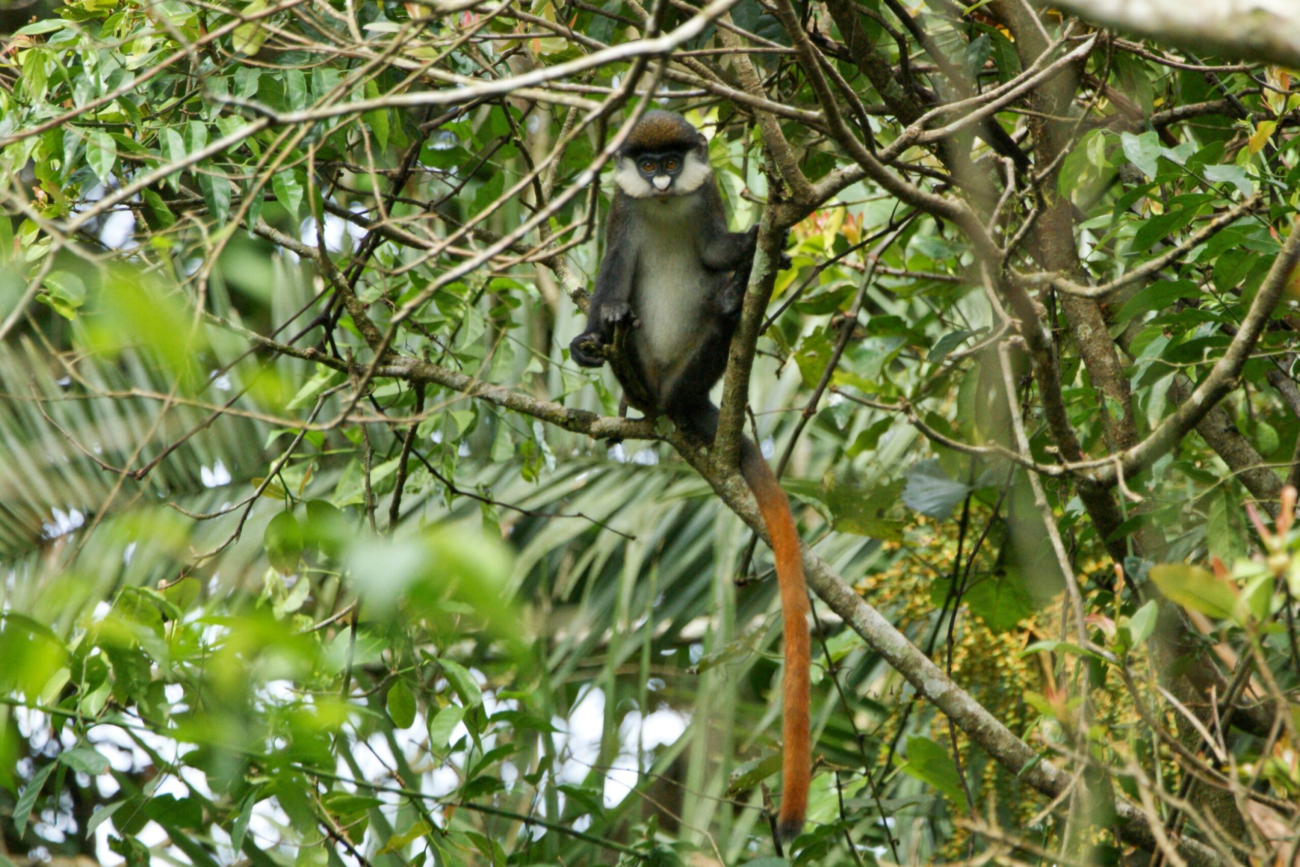 Kibale National Park – a paradise for everyone