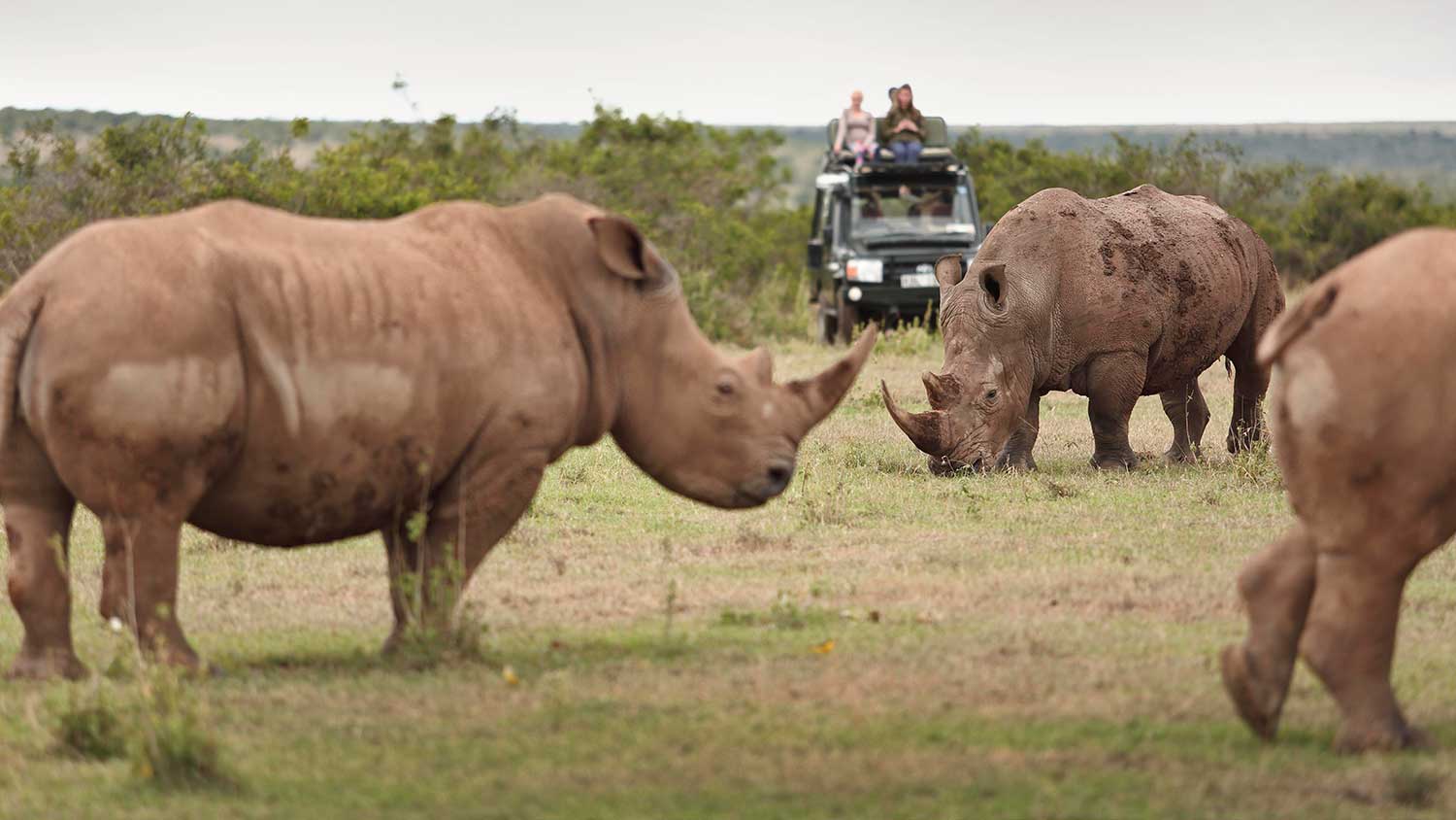 The Solio Game Reserve – a safe haven for rhinos