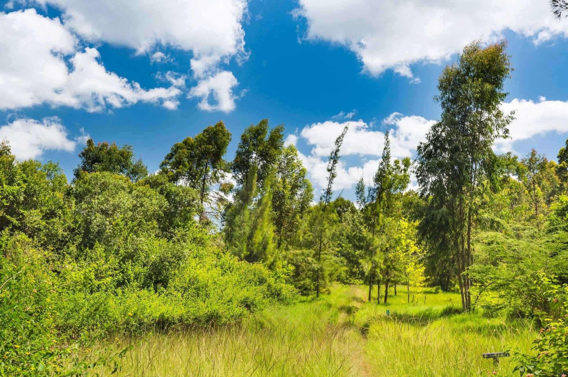 Relax at Nairobi’s peaceful Karura Forest