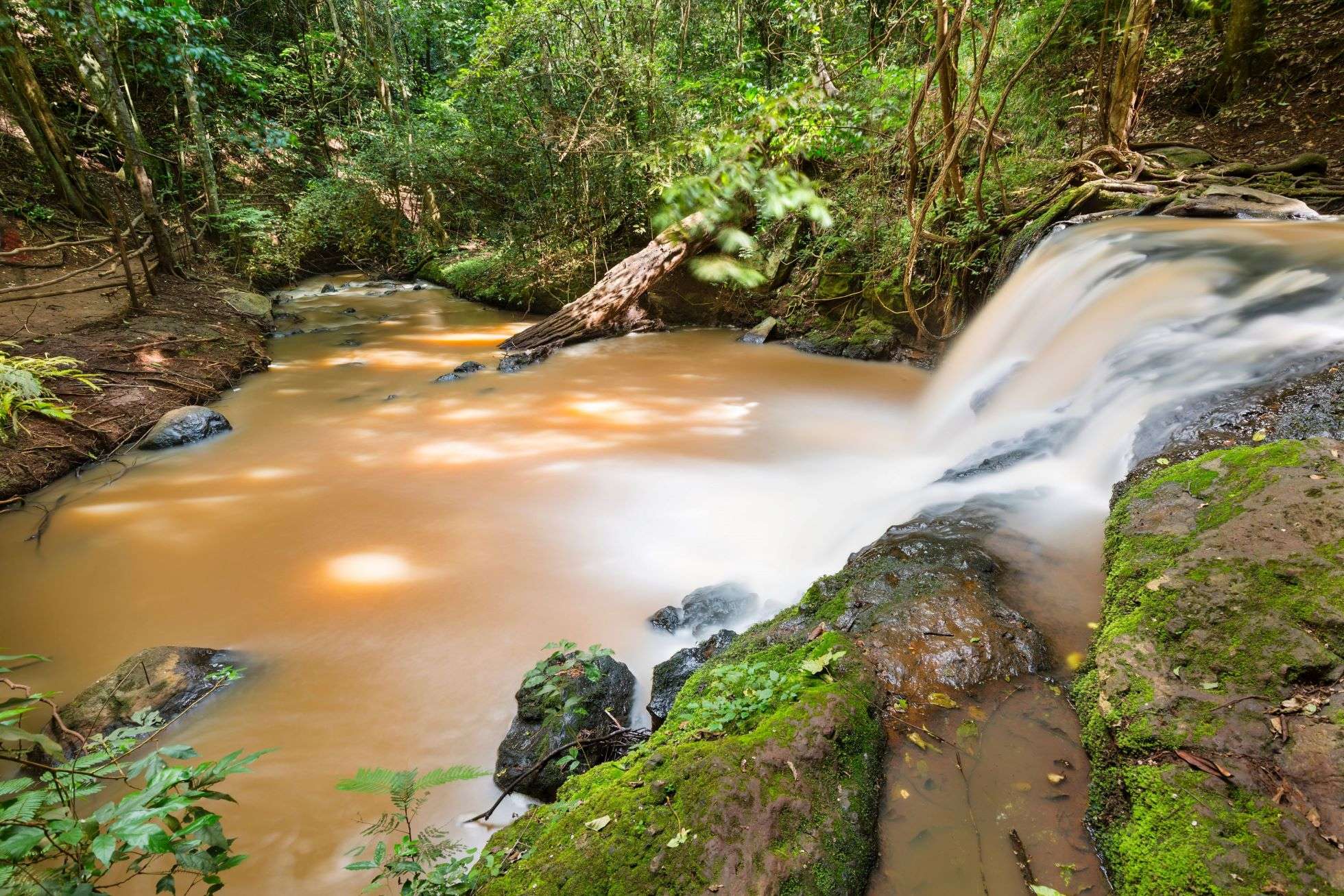 Relax at Nairobi’s peaceful Karura Forest
