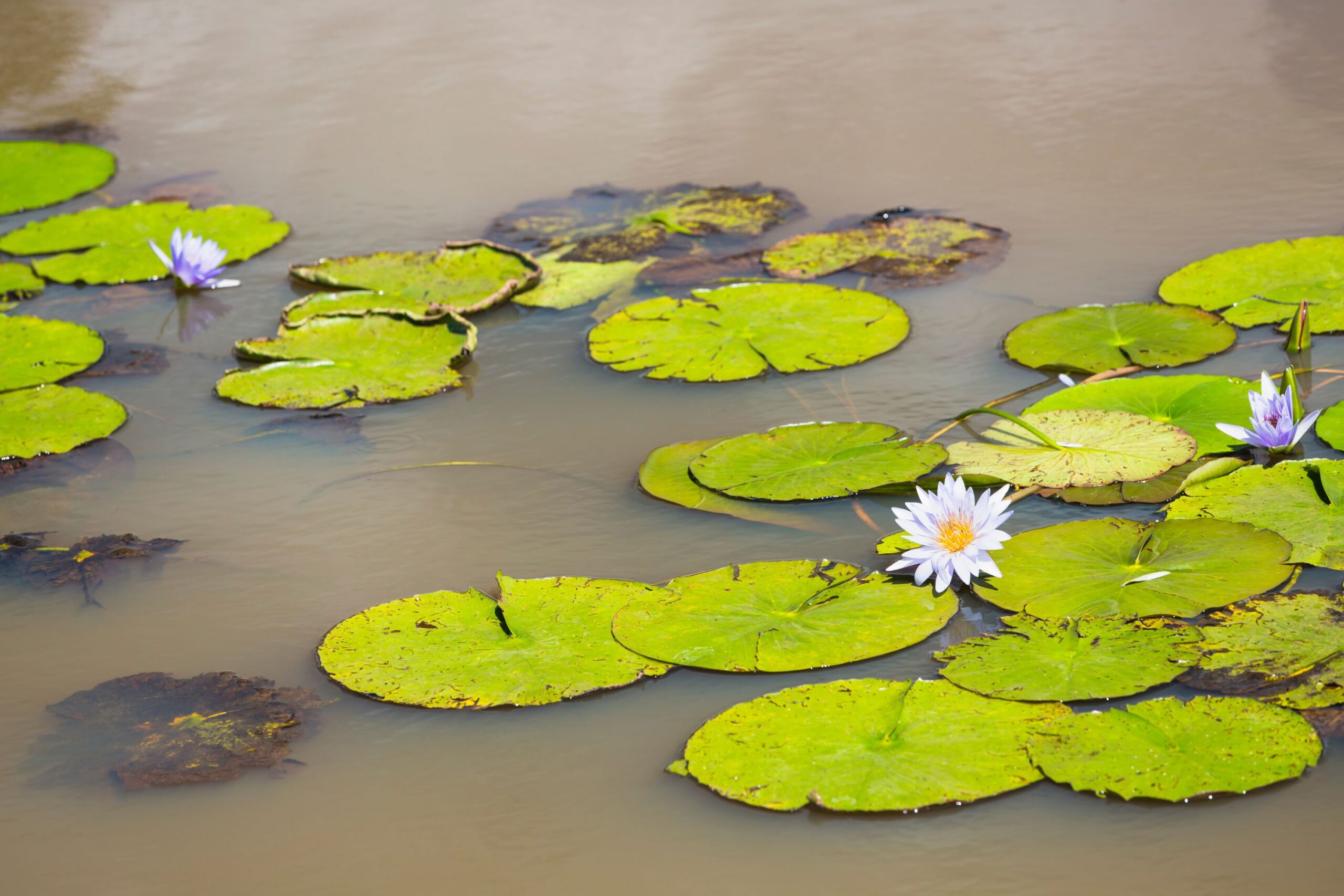 Relax at Nairobi’s peaceful Karura Forest