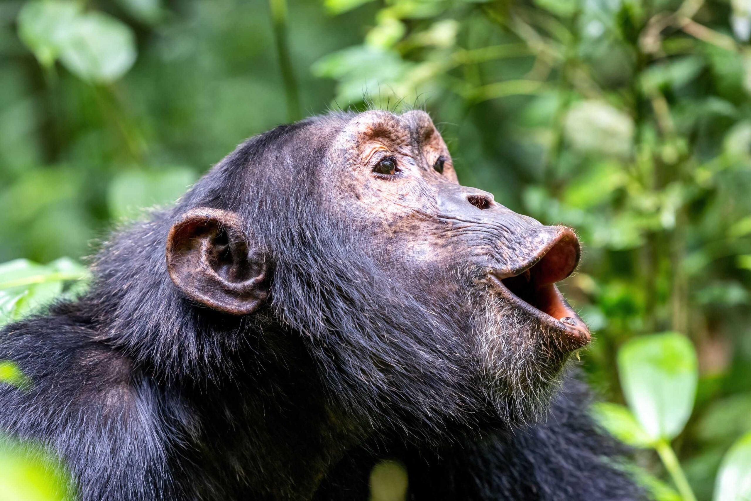 Chimpanzee Trekking in Kibale National Park