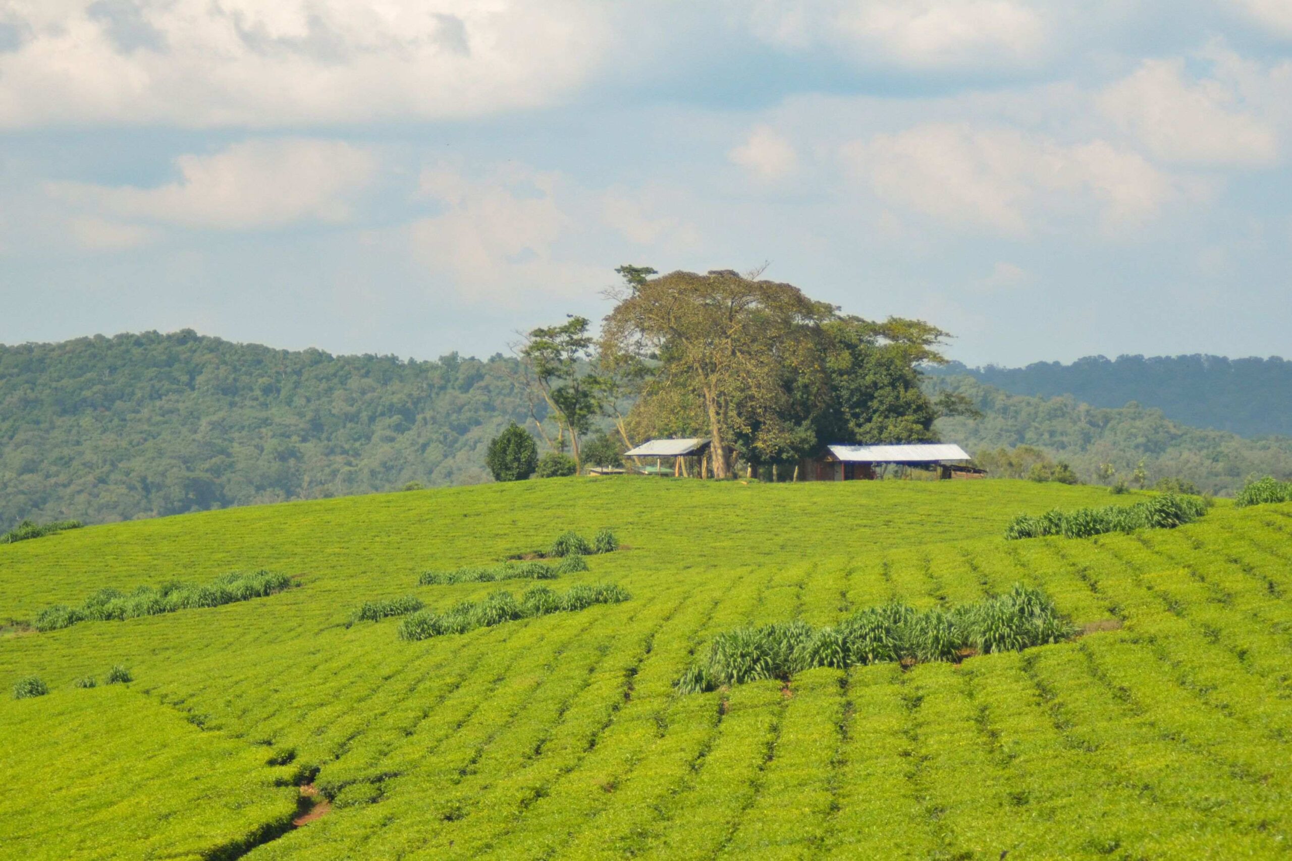 Tea Plantation Tour in Kibale – including a yummy cuppa