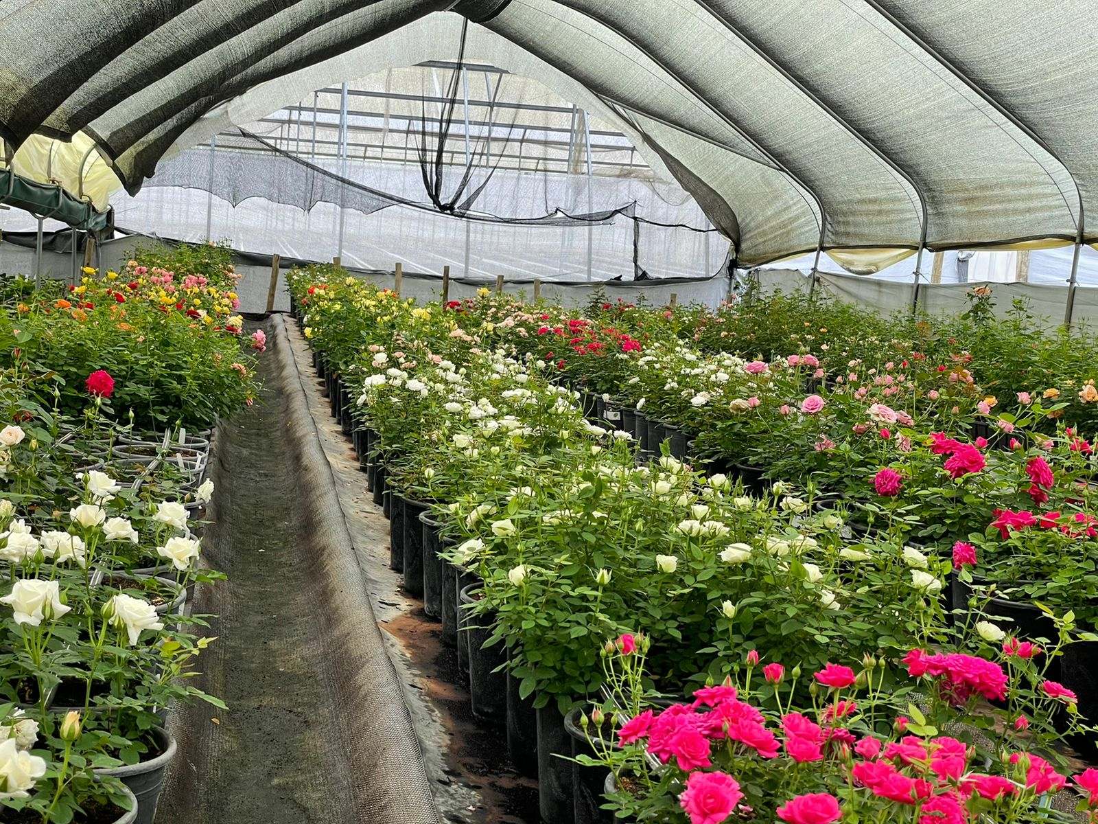 Flower Farm Tour – Lake Naivasha: a highlight for all senses