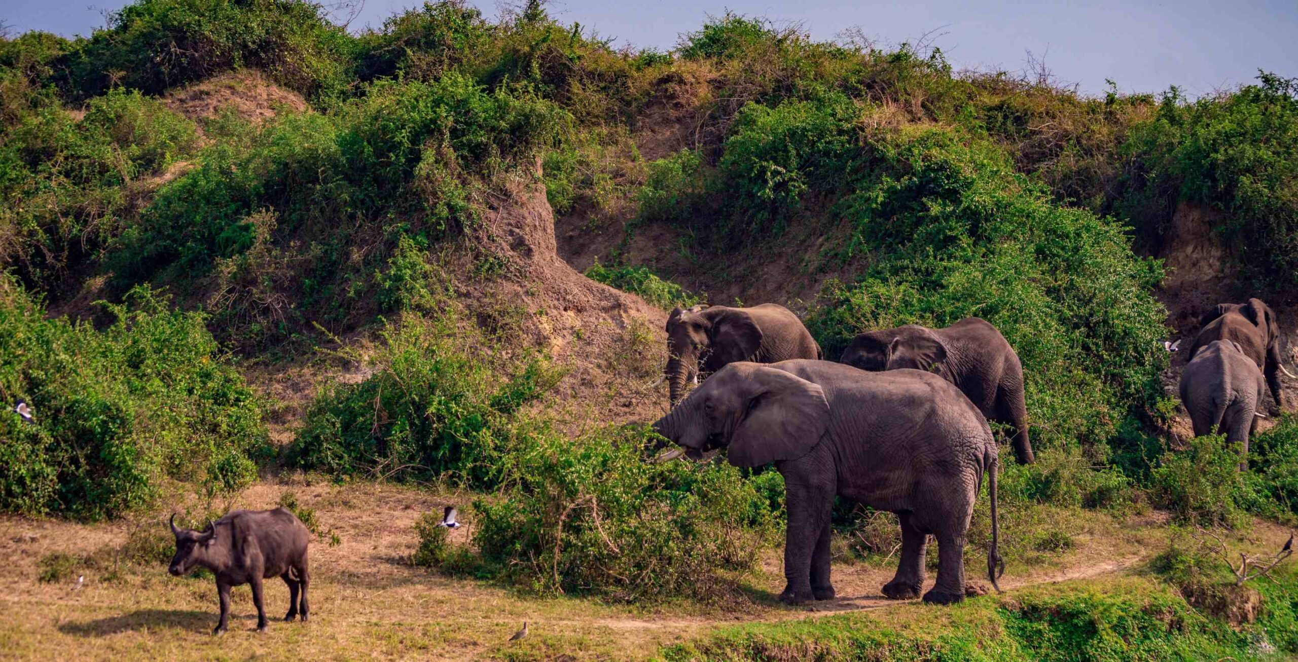 Queen Elizabeth National Park - Africa Safari Trips