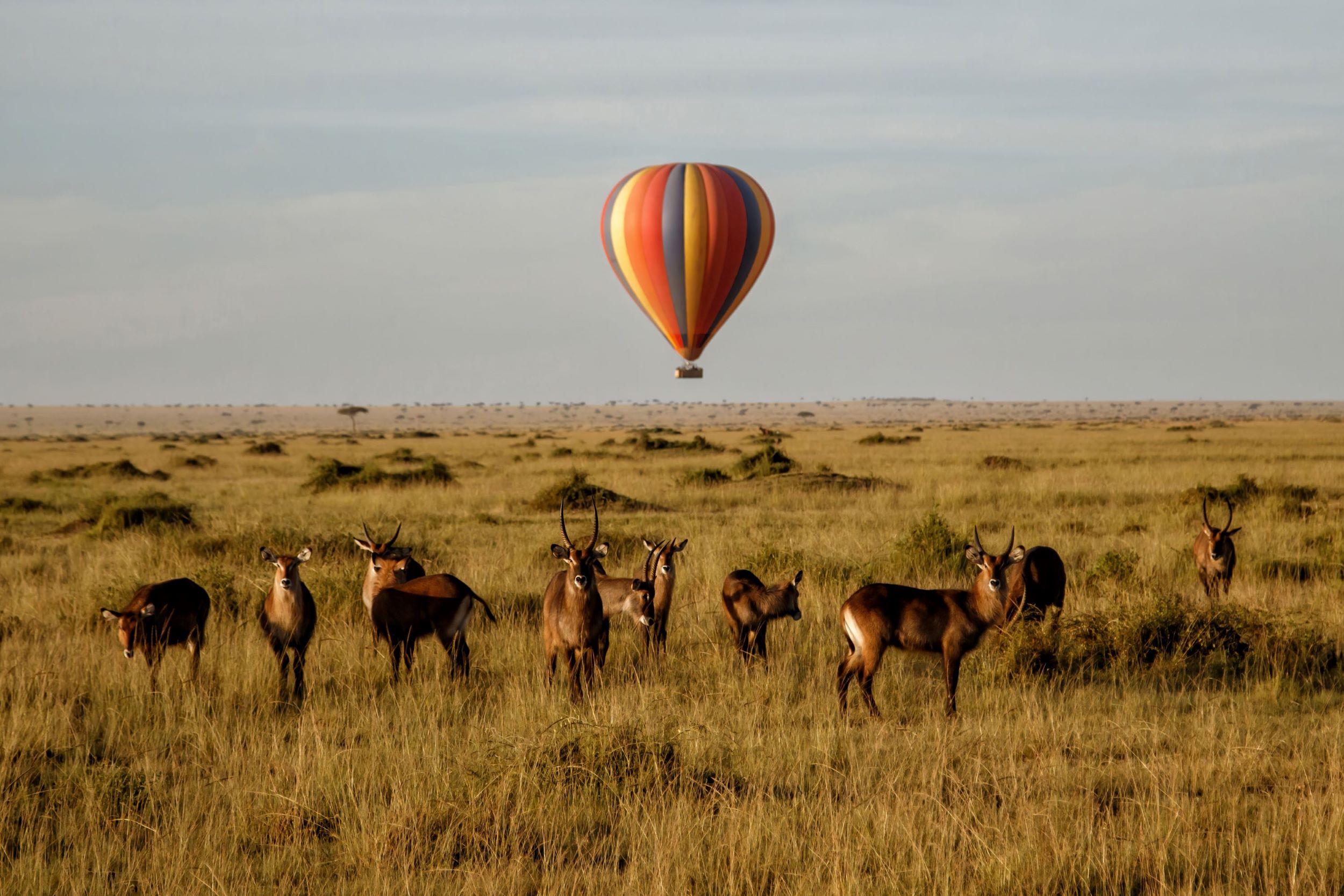 Experience a heavenly hot air balloon safari in the Masai Mara