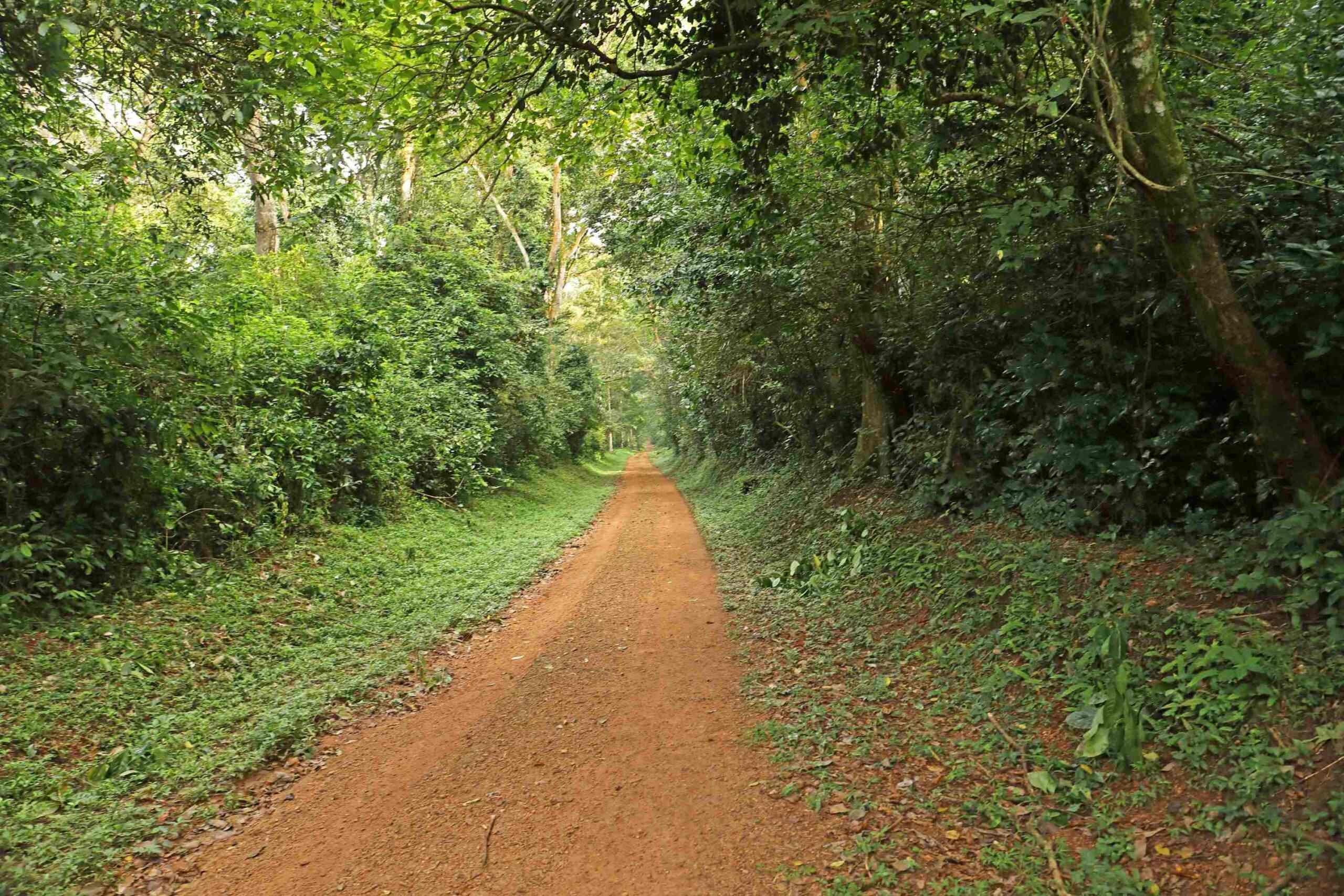 Hike to the Top of the World near Kibale National Park - Africa Safari ...