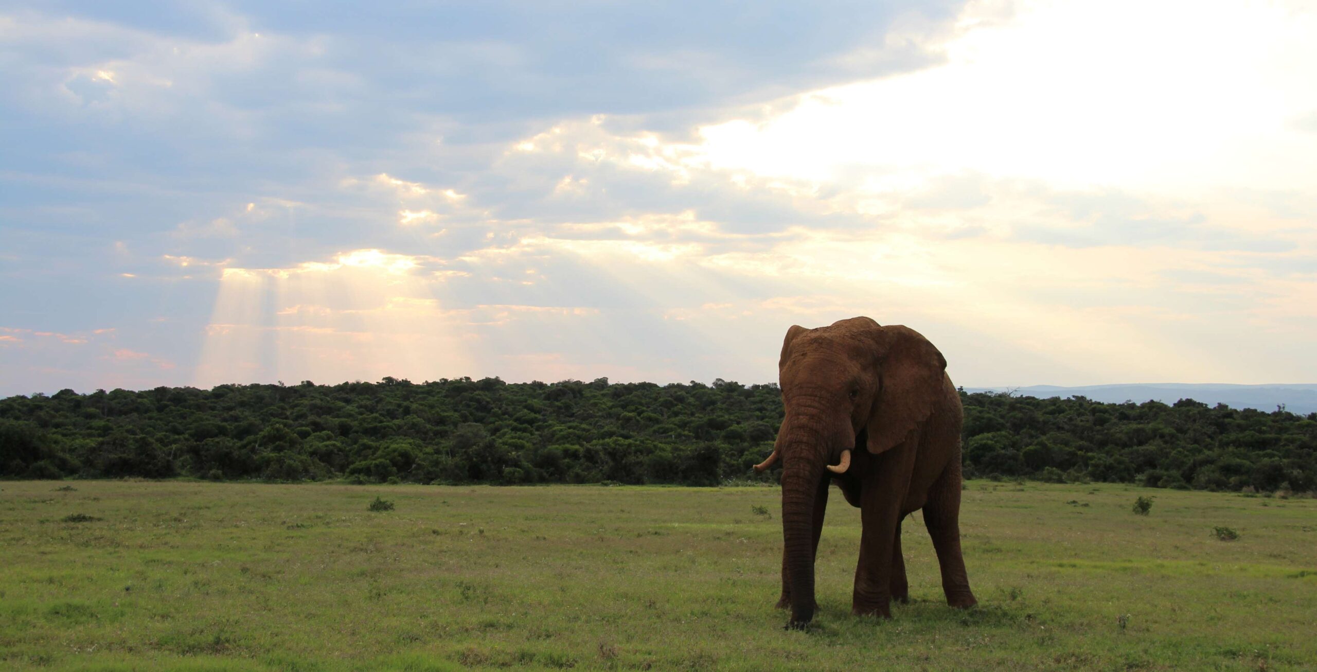 Addo Elephant National Park - Africa Safari Trips