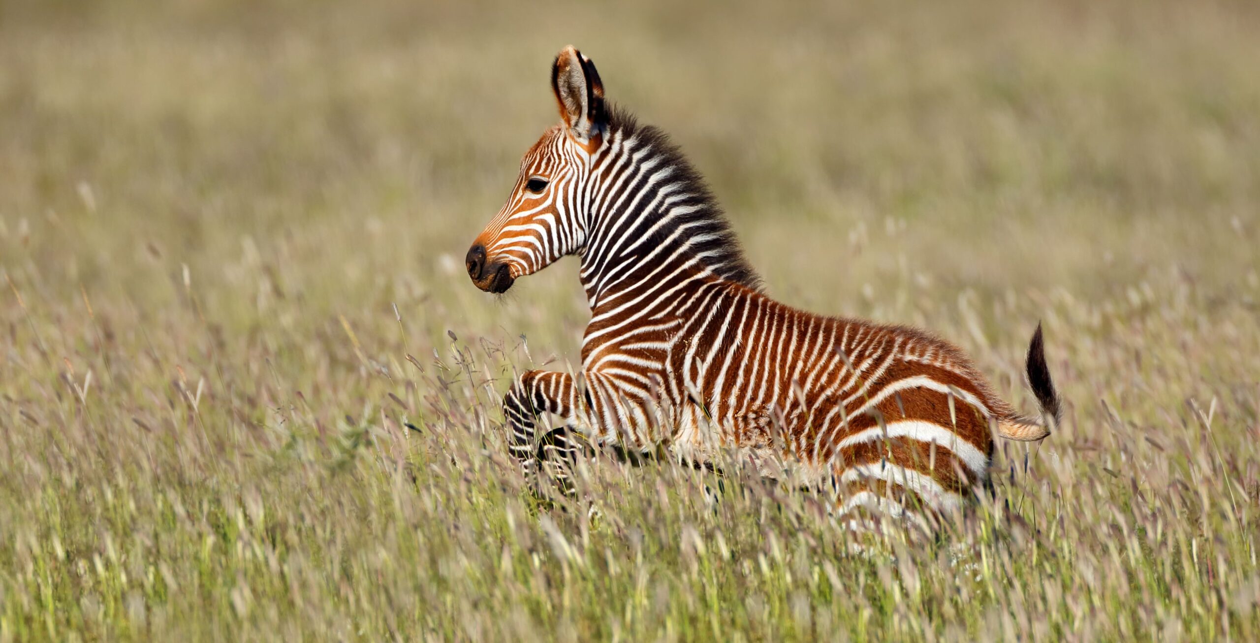 Mountain Zebra National Park - Africa Safari Trips