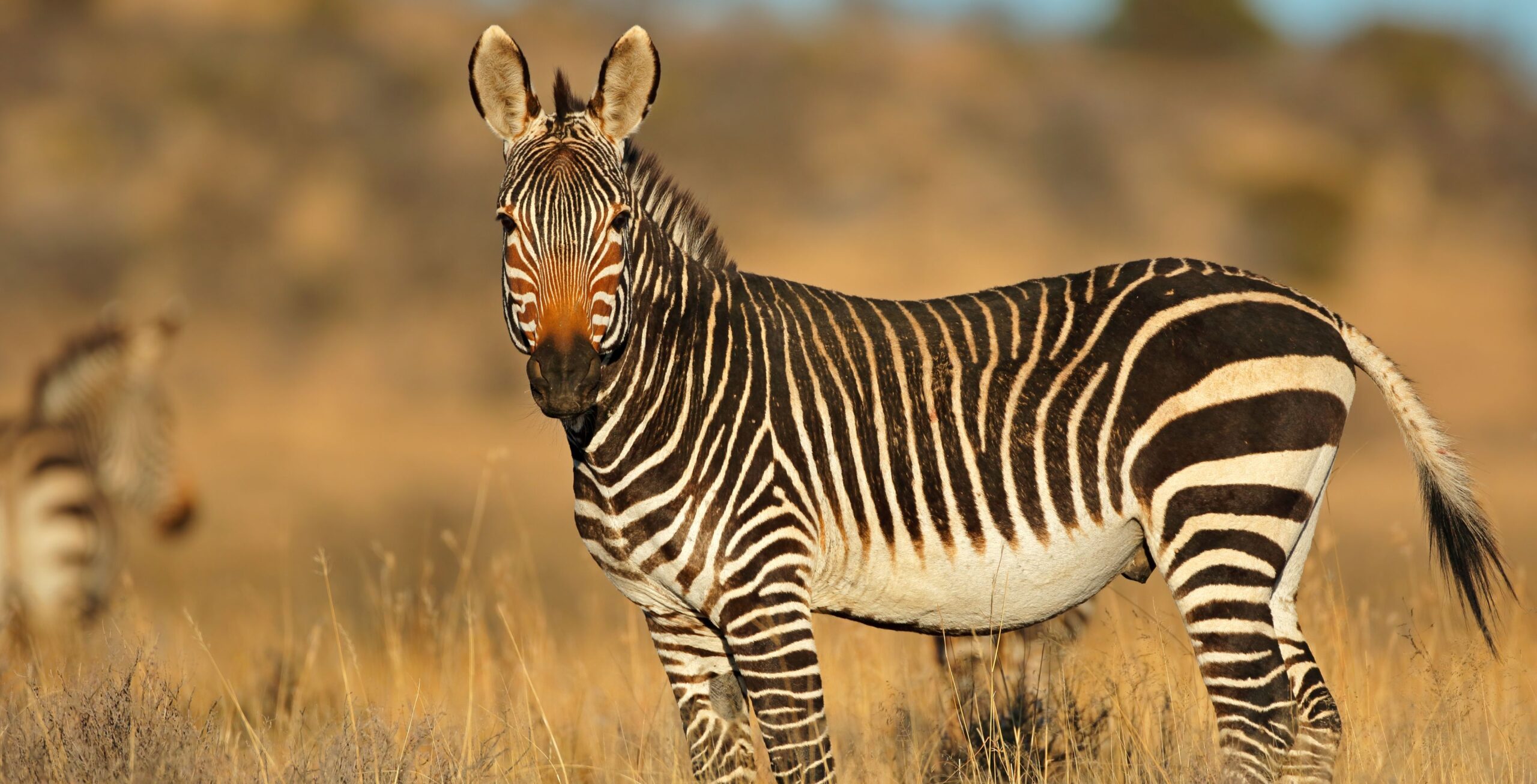 Mountain Zebra National Park - Africa Safari Trips