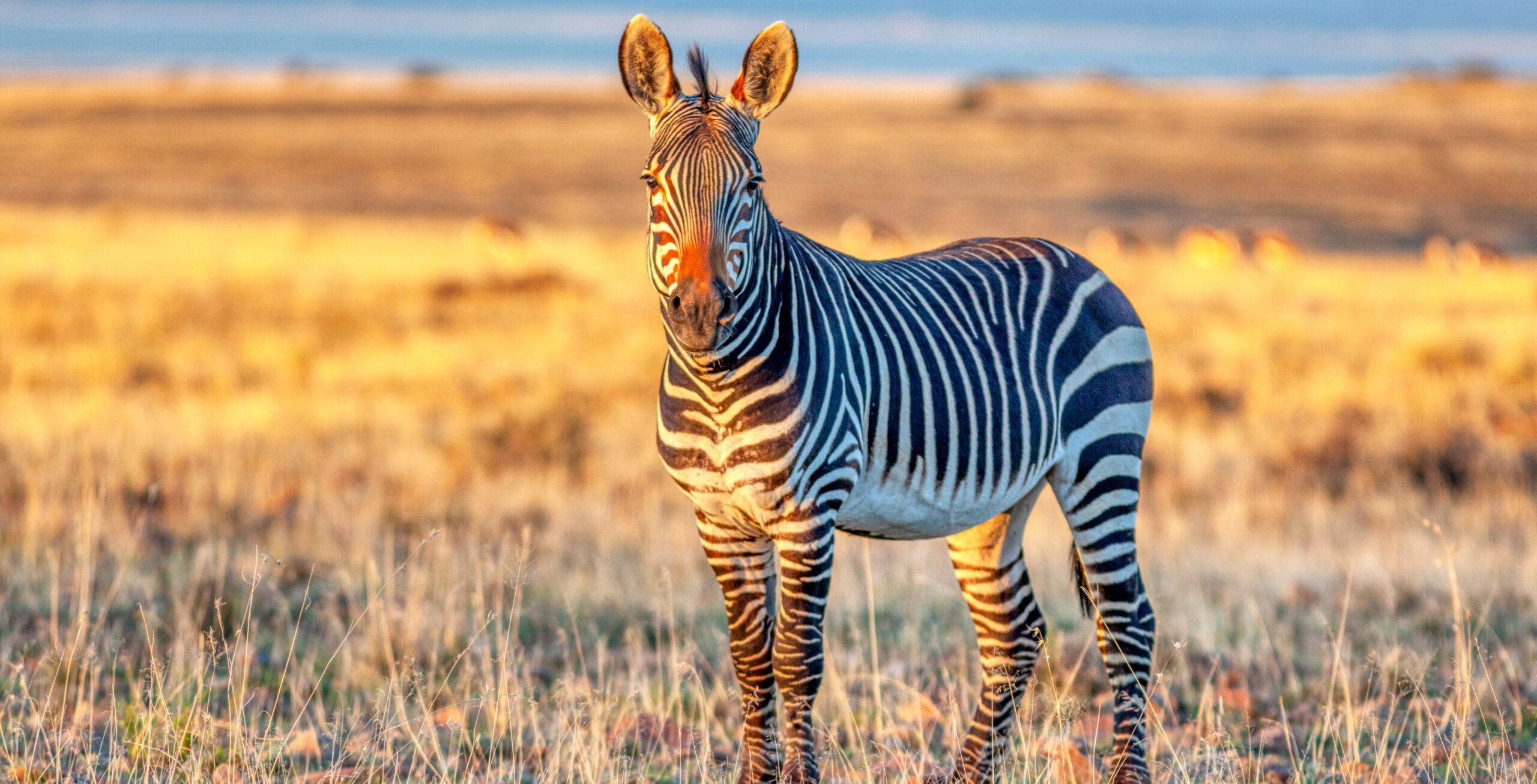 Mountain Zebra National Park - Africa Safari Trips