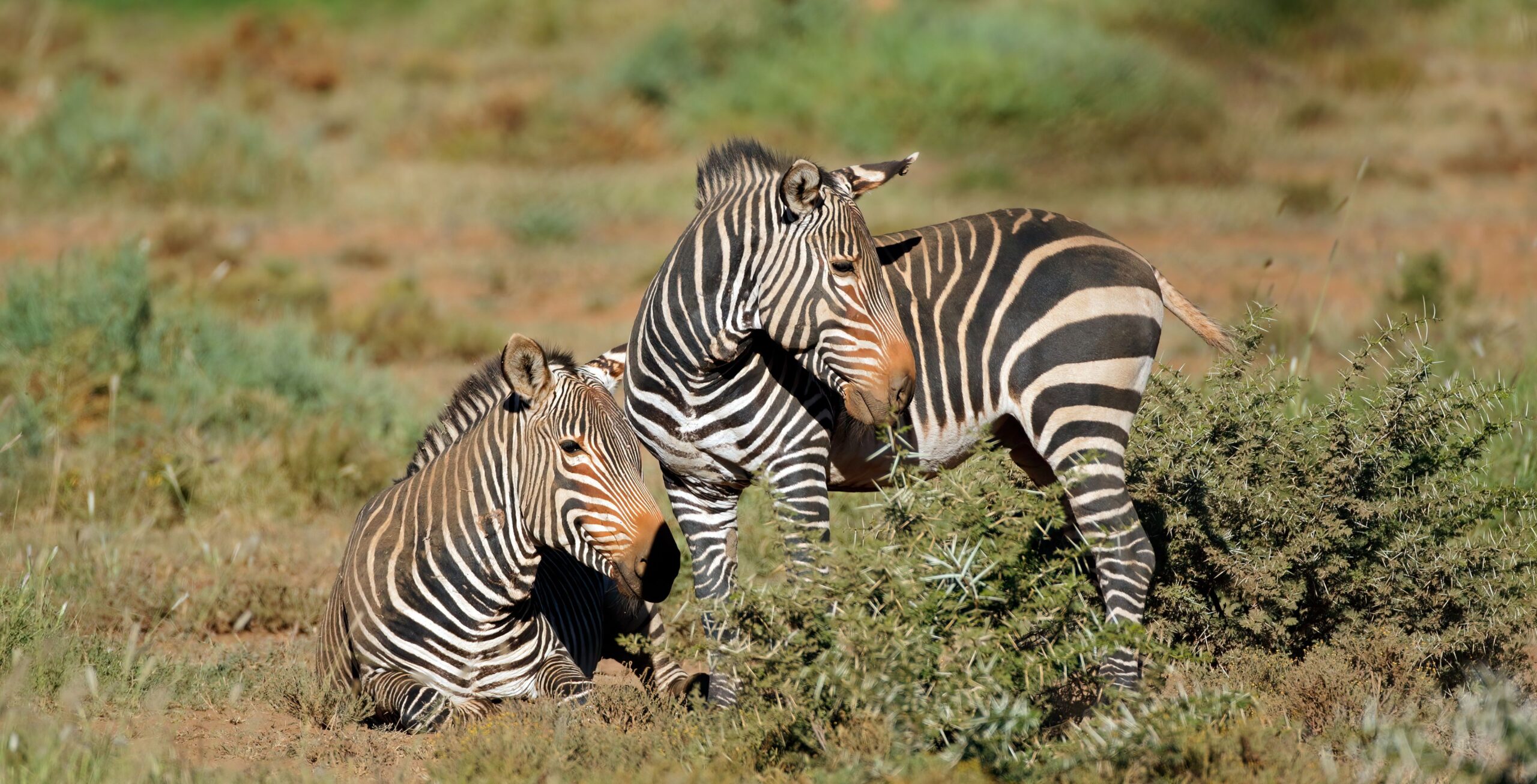 Mountain Zebra National Park - Africa Safari Trips