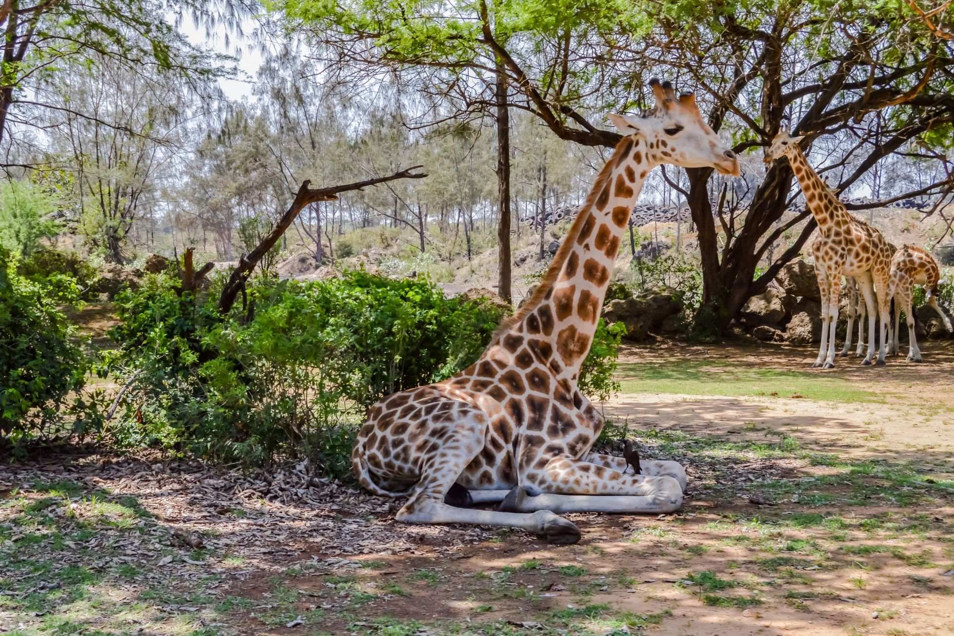 Haller Park - Africa Safari Trips