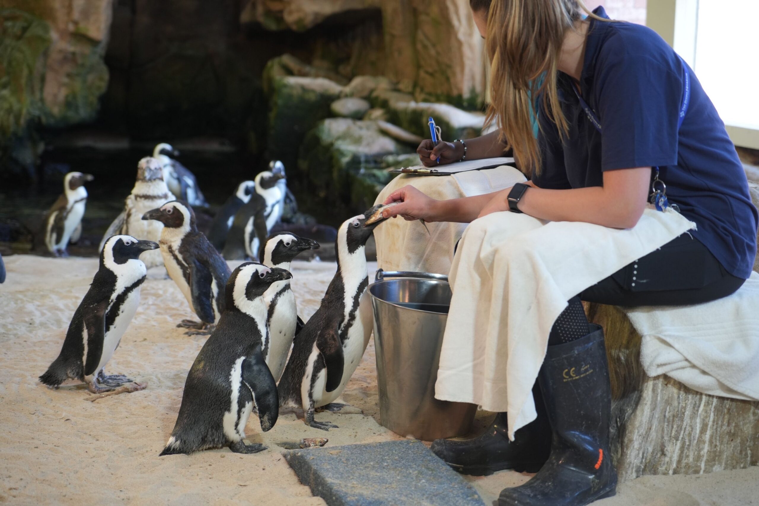 Personal Penguin Experience at Two Oceans Aquarium, Cape Town - Africa ...