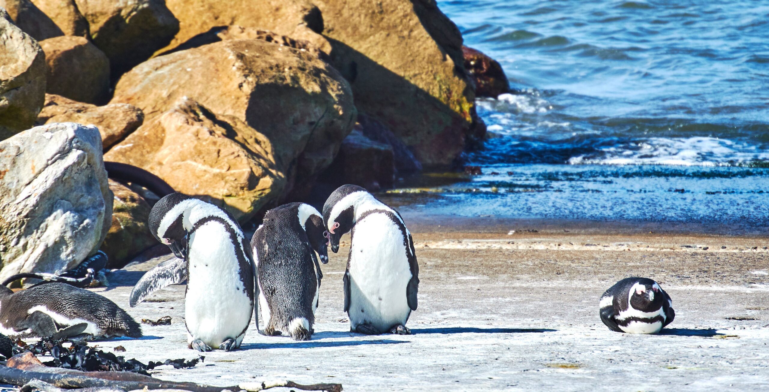 Visit the penguin colony at the Stony Point Nature Reserve (pay on site ...