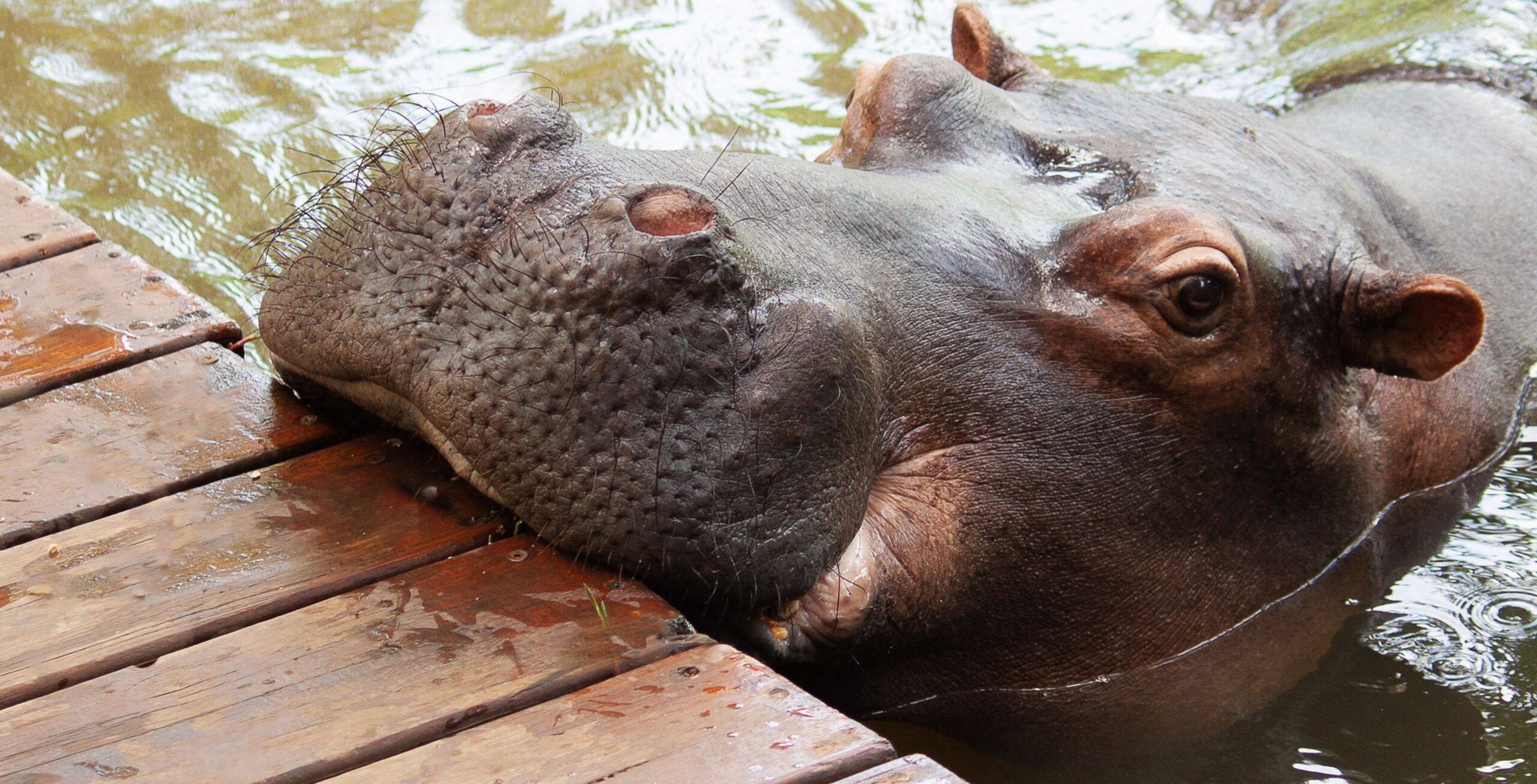 Meet Jessica the Hippo - Africa Safari Trips