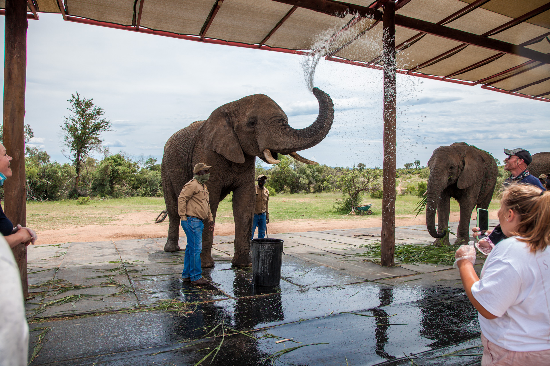 Adventure with the Elephants in Bela-Bela - Africa Safari Trips
